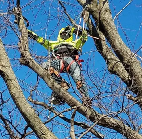 Home - Emerald Cuts Tree Service